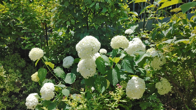 수국 키우기 팁 개화시기 삽목 물주기 물꽂이 꽃대자르기 분갈이 여름꽃 네이버 블로그