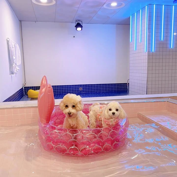 서울근교 강아지 실내 수영장 Best6 : 네이버 블로그