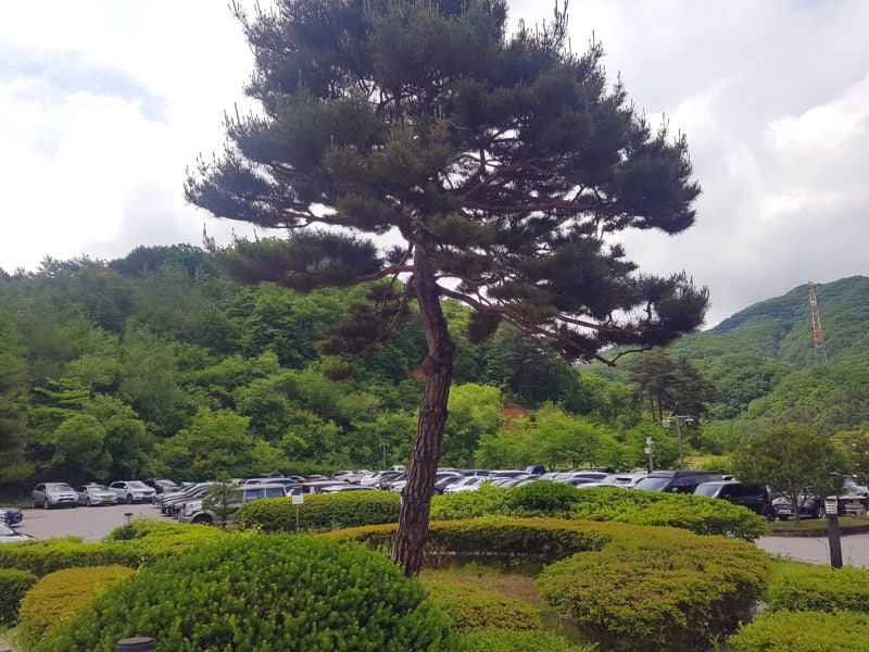 포천 신북온천 스프링폴 워터파크 리조트 할인방법 운영시간 준비물 네이버 블로그