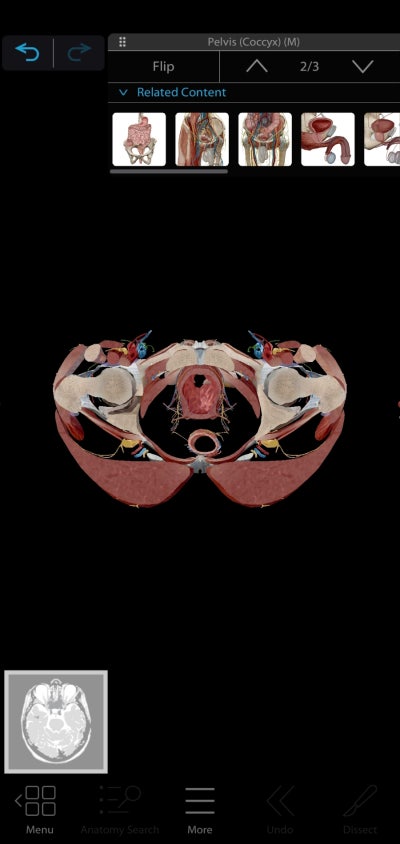 내돈내산 해부학 어플 리뷰 : 3D 아틀라스, Human anatomy, Complete anatomy, Muscle ...