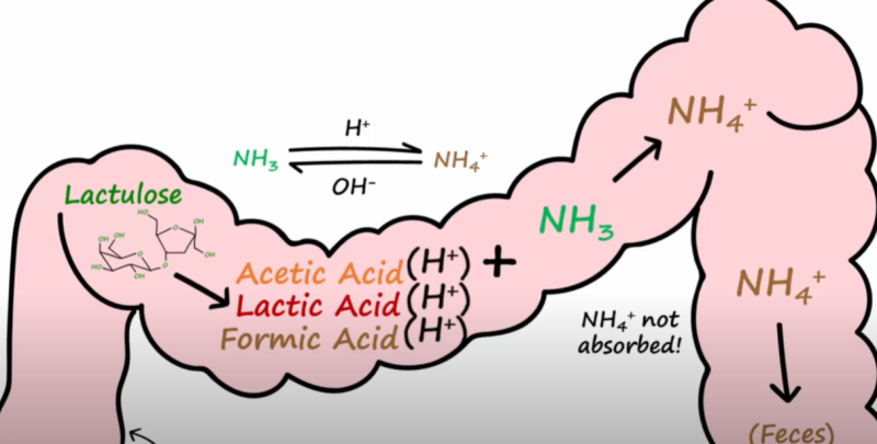 [2-4] 약물 상호작용: 약 흡수 변화: 장내 미생물 변화에 의한 기전 : 네이버 블로그