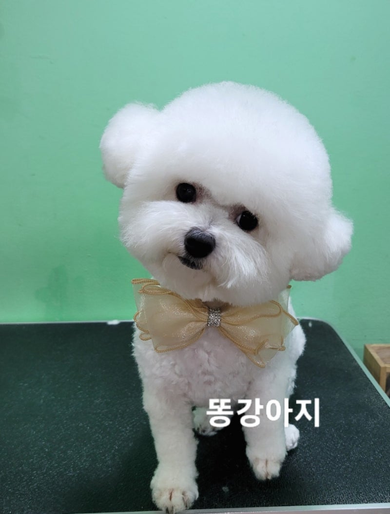 일산백석동애견미용 일산애견미용백석동애견미용애견미용비숑미용하이바귀툭튀컷가위컷스포팅부츠컷썸머컷포메미용곰돌이컷