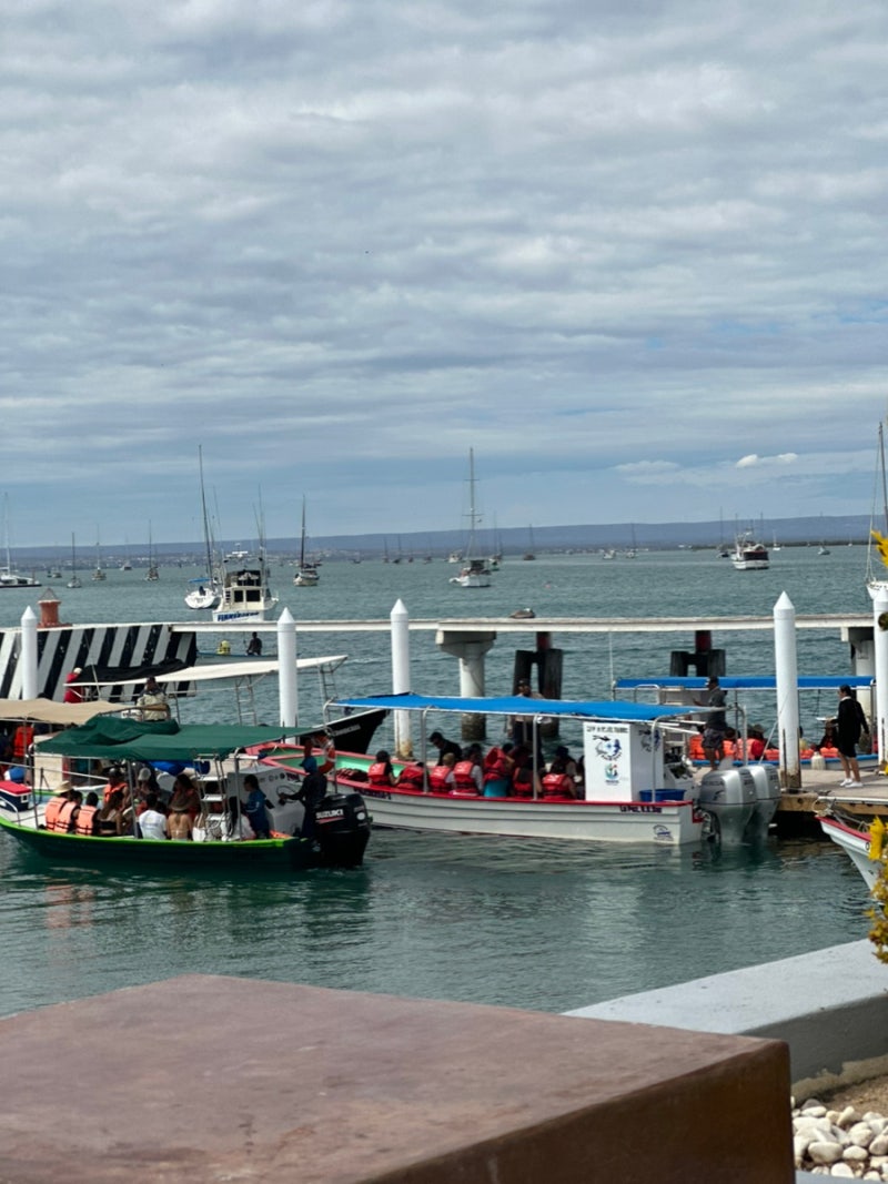 [멕시코 La Paz 여행🇲🇽 ⓾] 인생 여행지, 바하캘리포니아,말레꼰 비치,Isla del Espiritu Santo ...