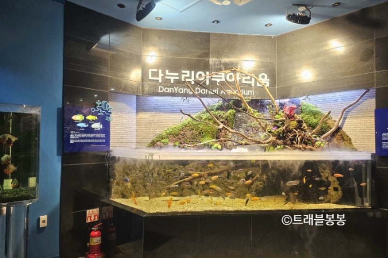 단양 다누리 아쿠아리움 가격 할인 주차 충북 단양 볼거리 실내 가볼만한곳 네이버 블로그