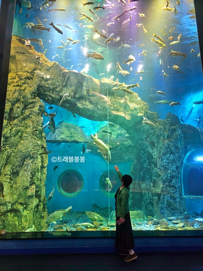 단양 다누리 아쿠아리움 가격 할인 주차 충북 단양 볼거리 실내 가볼만한곳 네이버 블로그