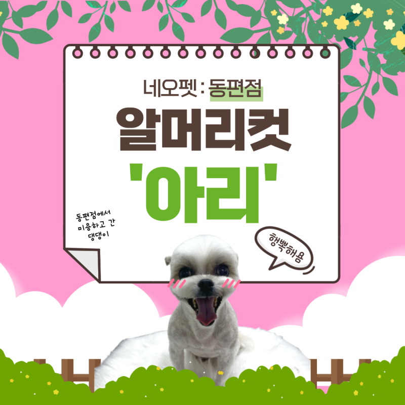 안양 동편마을 애견미용 추천ㅣ시츄 알머리컷 네이버 블로그