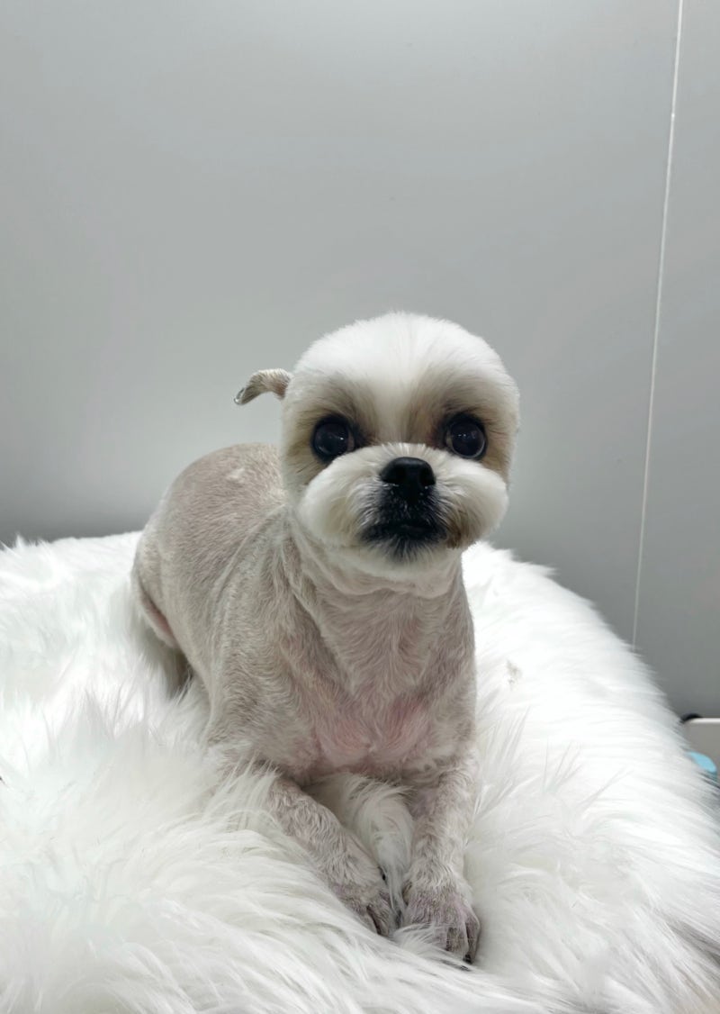 안양 동편마을 애견미용 추천ㅣ시츄 알머리컷 네이버 블로그