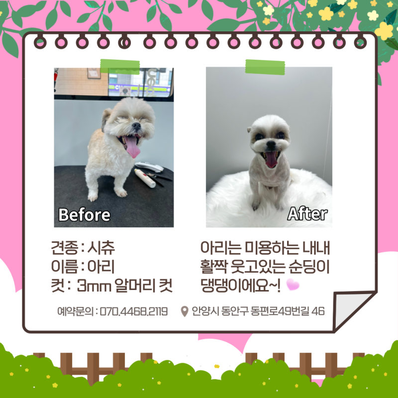 안양 동편마을 애견미용 추천ㅣ시츄 알머리컷 네이버 블로그
