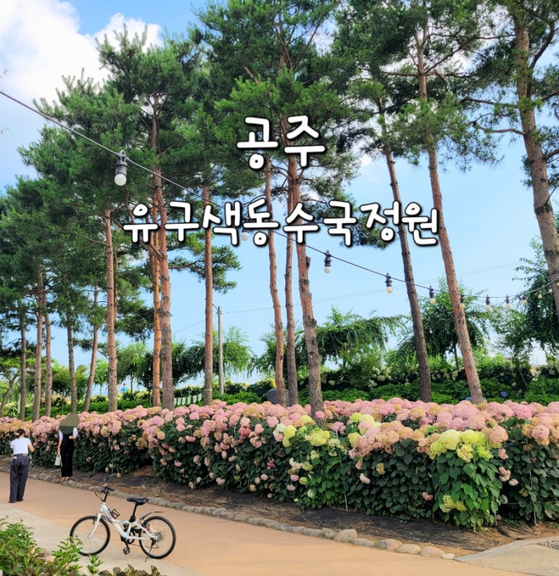 7월 공주 여행코스 유구색동수국정원 국내 여름 여행지 인생사진 네이버 블로그