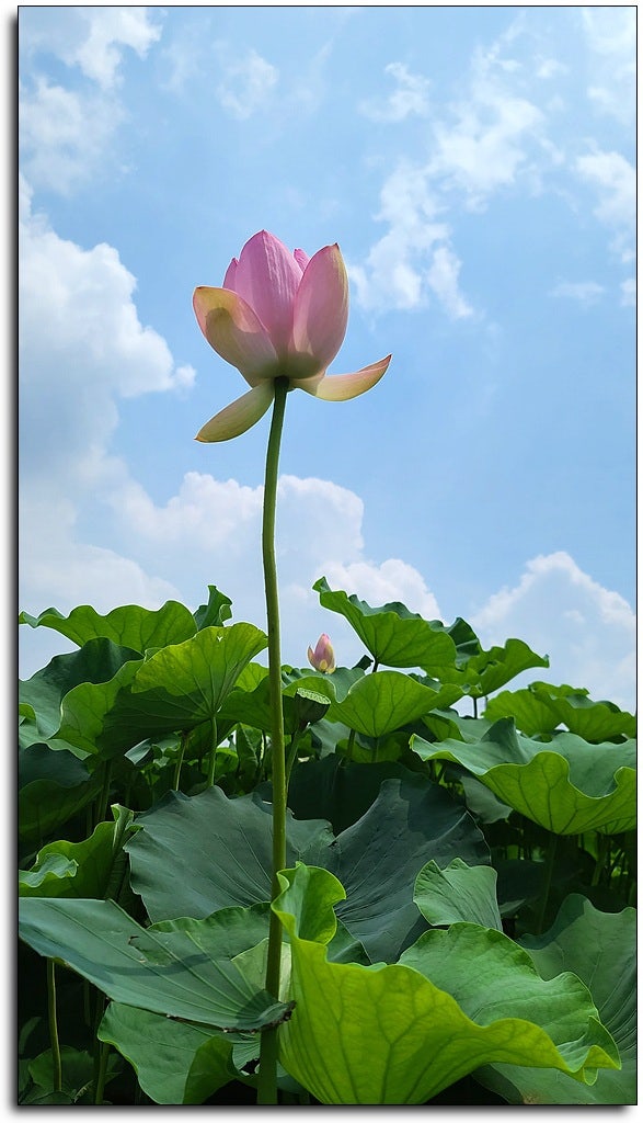 서울근교 의왕 왕송호수 연꽃 수련 명소 7월 가볼만한곳 네이버 블로그