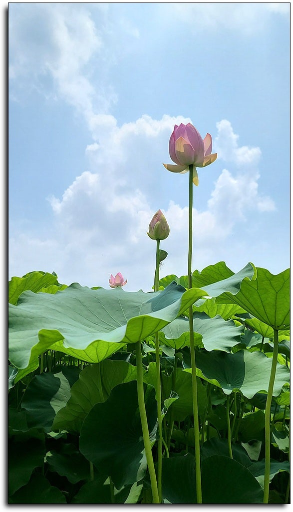 서울근교 의왕 왕송호수 연꽃 수련 명소 7월 가볼만한곳 네이버 블로그