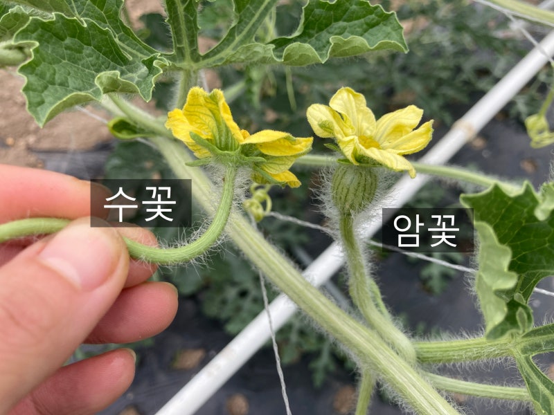애플수박키우기 애플수박 모종심는 시기부터 수확시기까지~ 네이버 블로그