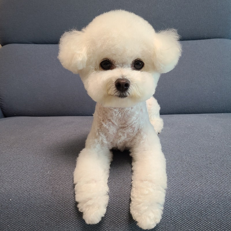 안산 애견미용실 본오동 비숑 강아지 미용은 마이아지 네이버 블로그