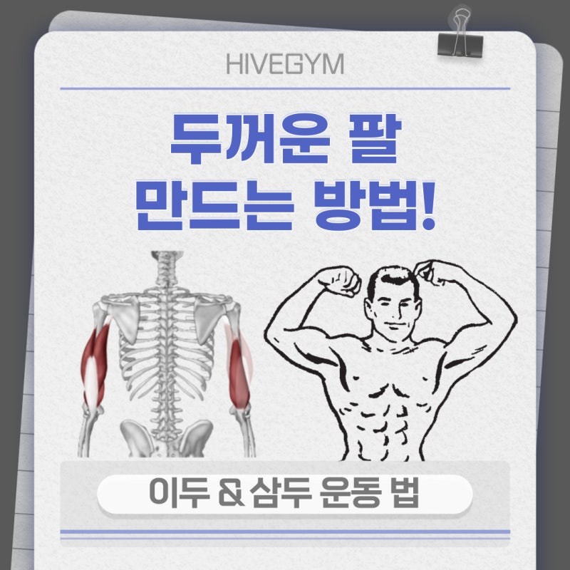 검단헬스장 하이브짐 팔 두꺼워지는 방법 이두 And 삼두 운동 법 네이버 블로그