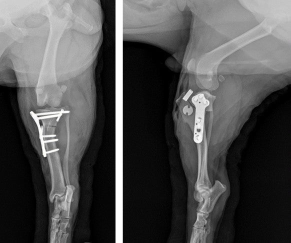 전십자인대질환과 함께 Pivot-shift phenomenon이 나타난 환자에서 TPLO와 extracapsular suture ...