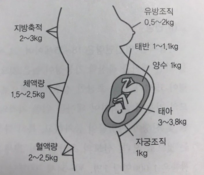 육아정보 임신전 대비 임산부 적정 체중증가 임신기간 중 적정 체중증가 임산부 체중변화 네이버 블로그