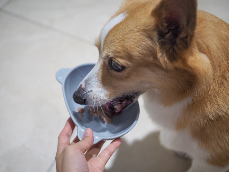 3년동안 증상 본 뒤 강아지 쿠싱증후군 LDDST 검사 후기 : 네이버 블로그