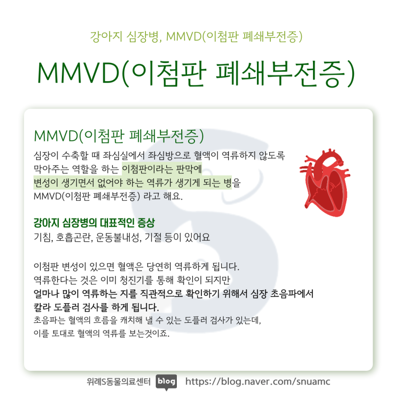 강아지 심장병, MMVD(이첨판 폐쇄부전증) [위례/북위례/감일지구/거여동/하남/마천동 동물병원 위례s동물의료센터] : 네이버 블로그