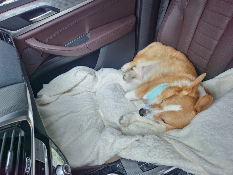 3년동안 증상 본 뒤 강아지 쿠싱증후군 LDDST 검사 후기 : 네이버 블로그