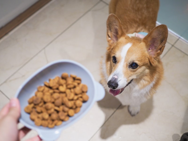 3년동안 증상 본 뒤 강아지 쿠싱증후군 LDDST 검사 후기 : 네이버 블로그