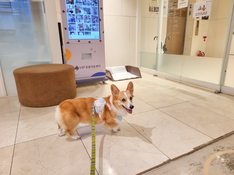 3년동안 증상 본 뒤 강아지 쿠싱증후군 LDDST 검사 후기 : 네이버 블로그