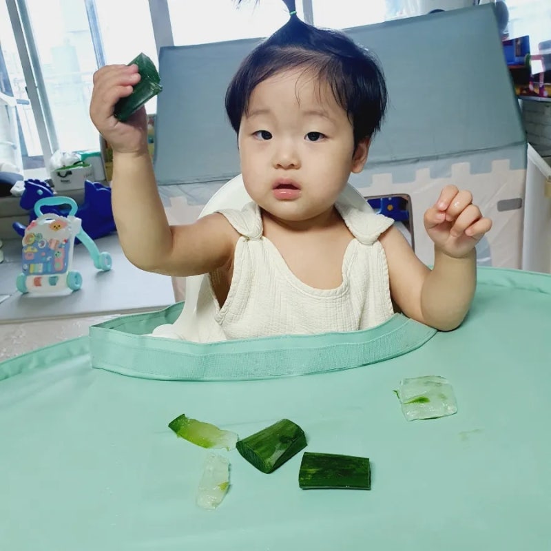 생알로에먹는법 활용법 껍질째먹는 식용알로에 주스 촉감놀이 네이버 블로그