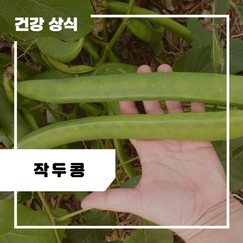 비염에 좋은 차 작두콩차 효능 5가지 부작용 끓이는법 네이버 블로그