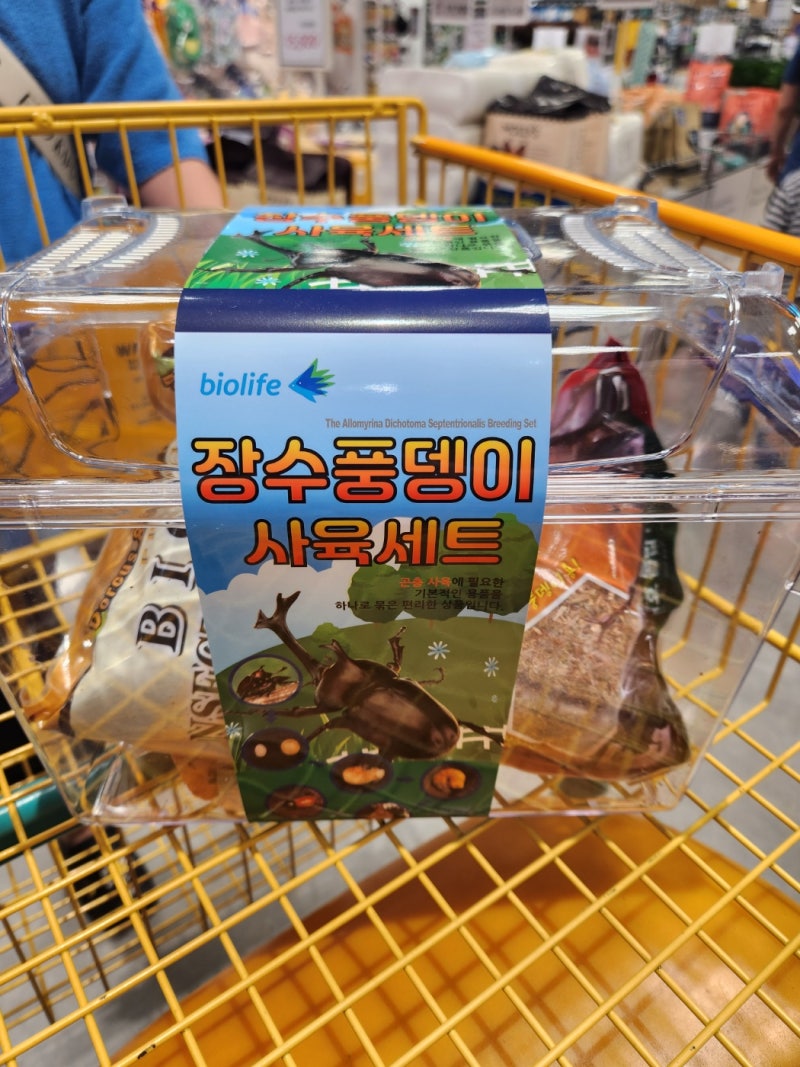 장수풍뎅이 키우기 사육세트 수명 먹이 젤리 이마트 김해 경남 네이버 블로그