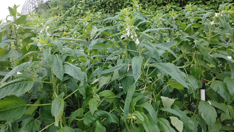 참깨 재배 키우기 방법 심는시기 씨앗 파종 수확시기 슈퍼안산참깨 모종 심기 네이버 블로그