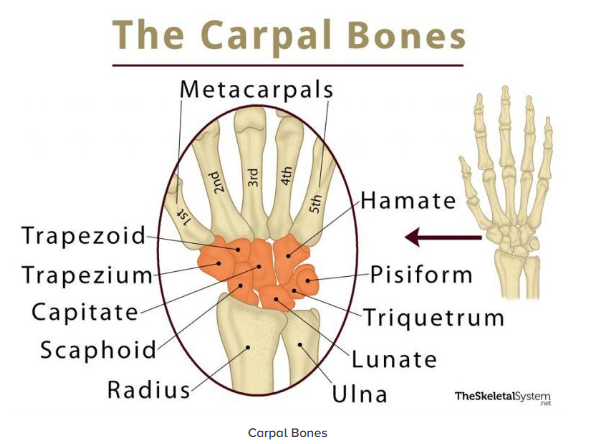 삼각골 골절 (triquetral fracture), 넘어진 뒤 발생하는 손목 골절 (1) : 네이버 블로그