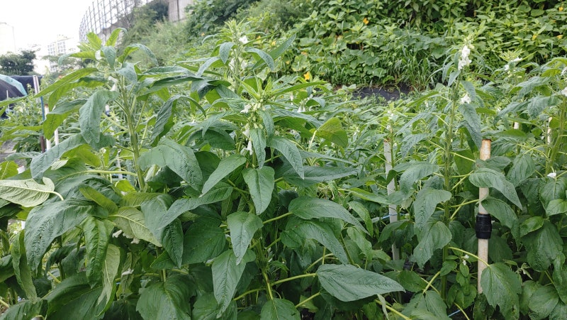 참깨 재배 키우기 방법 심는시기 씨앗 파종 수확시기 슈퍼안산참깨 모종 심기 네이버 블로그