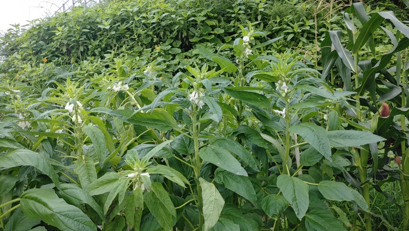 참깨 재배 키우기 방법 심는시기 씨앗 파종 수확시기 슈퍼안산참깨 모종 심기 네이버 블로그