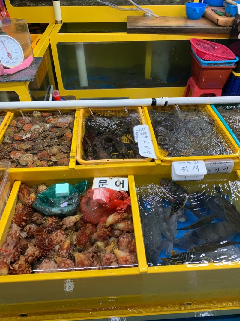 강원도양양 싱싱한 회포장 맛집 물치항 회센터 철이네 횟집 ㅣ 숭어 광어 우럭 네이버 블로그
