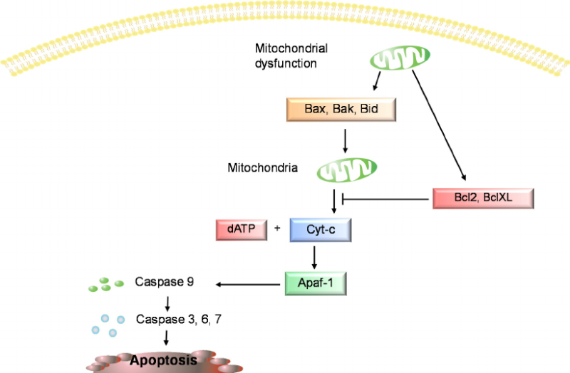 Bcl-2 단백질과 세포사멸(Role of Bcl-2 family proteins in apoptosis) : 네이버 블로그