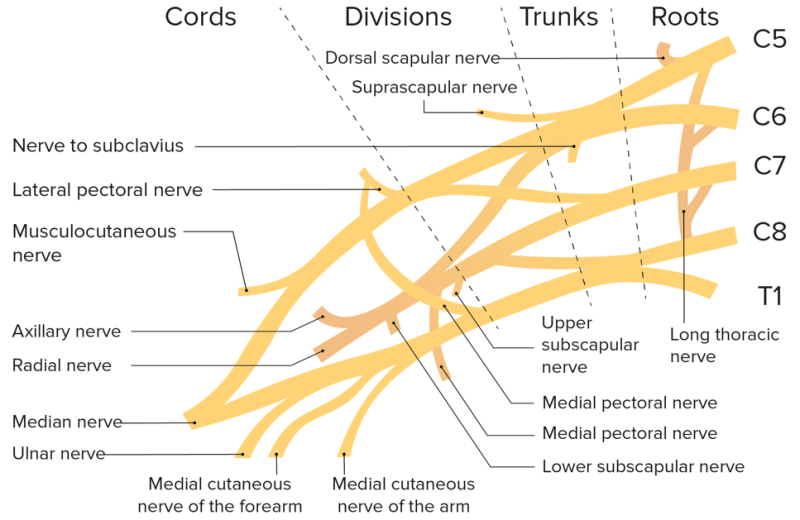[손발저림][학술] Cheiralgia Paresthetica(Isolated Superficial Radial Sensory ...