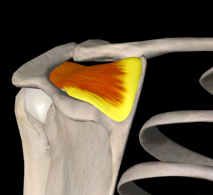 근육 해부학 - 극상근(가시위근 / Supraspinatus) / 운동 및 스트레칭 방법 : 네이버 블로그