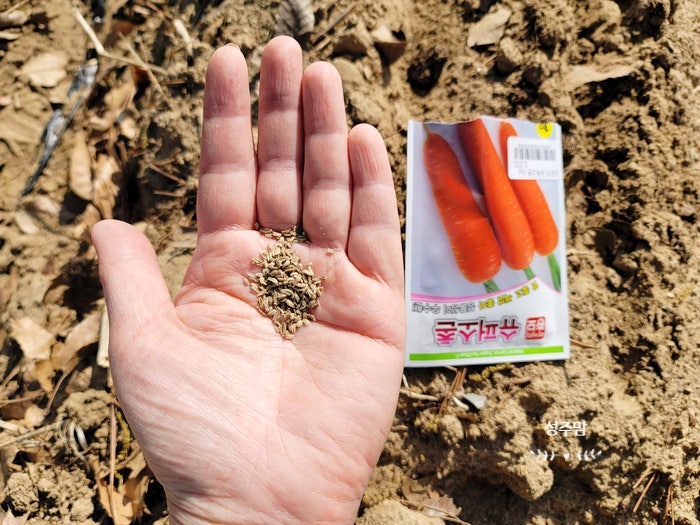 7월에 심는 작물 당근 심는 시기 파종시기 씨앗 심기 당근 싹 당근 재배 키우기 수확 네이버 블로그