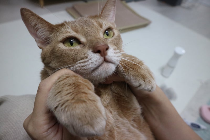 고양이 발톱 깎기 주기 및 상처 없이 자르는 방법 네이버 블로그