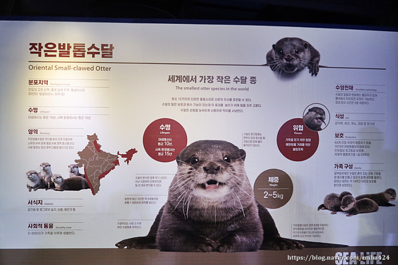 부산가볼만한곳 씨라이프 부산 아쿠아리움과 브릭맨 후기 네이버 블로그