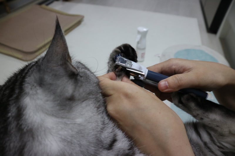 고양이 발톱 깎기 주기 및 상처 없이 자르는 방법 네이버 블로그