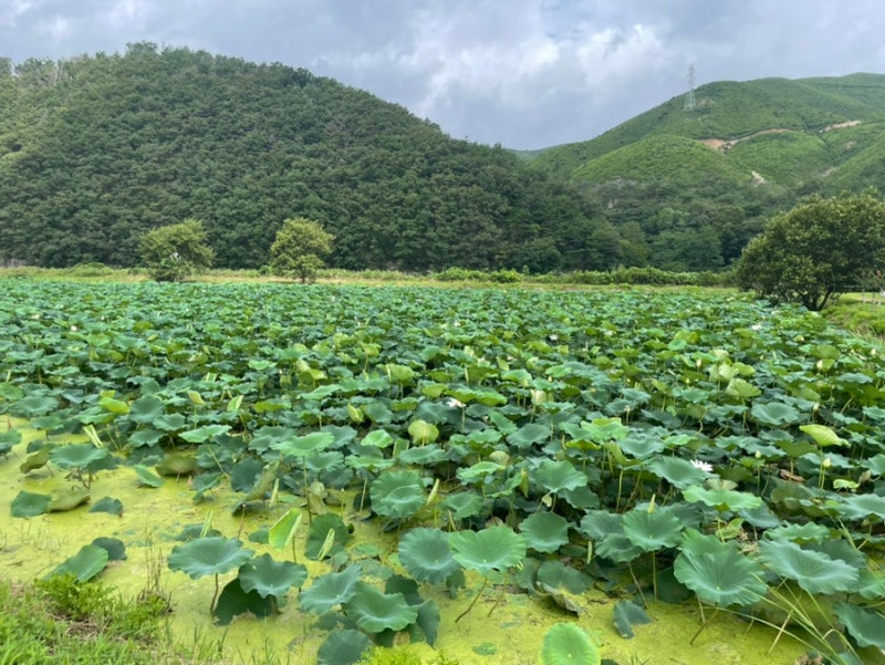울산 숨은 명소 1년에 한달만 개방하는 회야댐생태습지탐방 후기 네이버 블로그