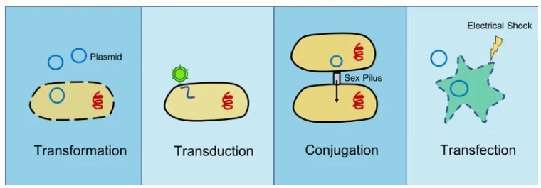[유전학] Transfection, Transformation, Transduction, Conjugation : 네이버 블로그