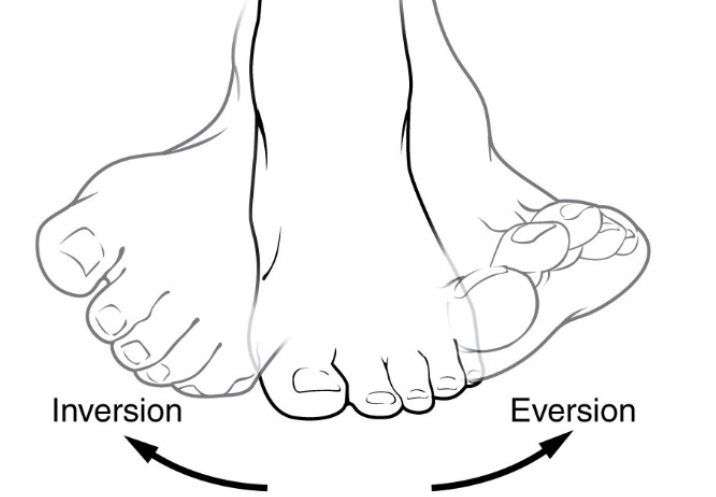 inversion(내번), eversion(외번) 시 정상 가동범위(ROM)를 알아보자. : 네이버 블로그