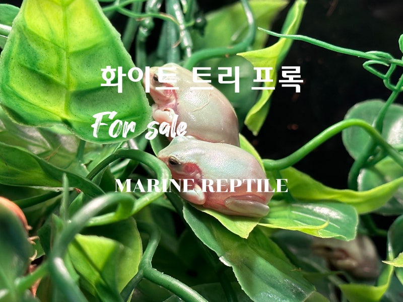 Krcb 화이트 트리 프록 분양 서울 구로 파충류샵 마린렙타일 개봉점 네이버 블로그