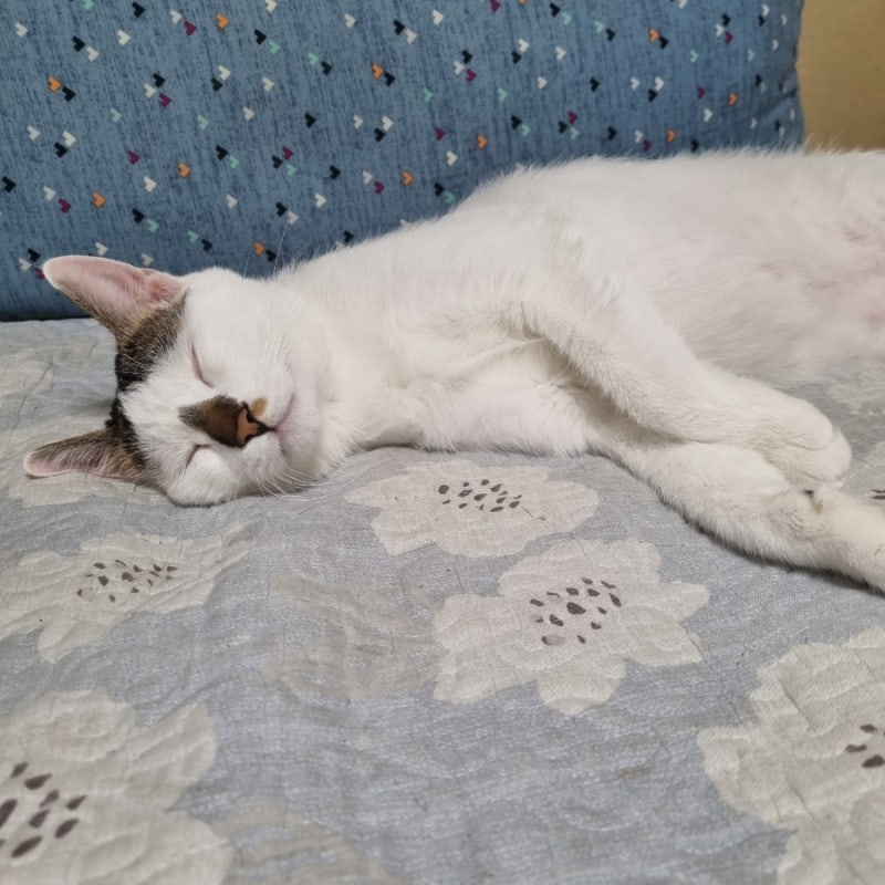 7월23일~24일 김밥만들기 감기조심 탕후루2 여름빨리가 감기조심 : 네이버 블로그