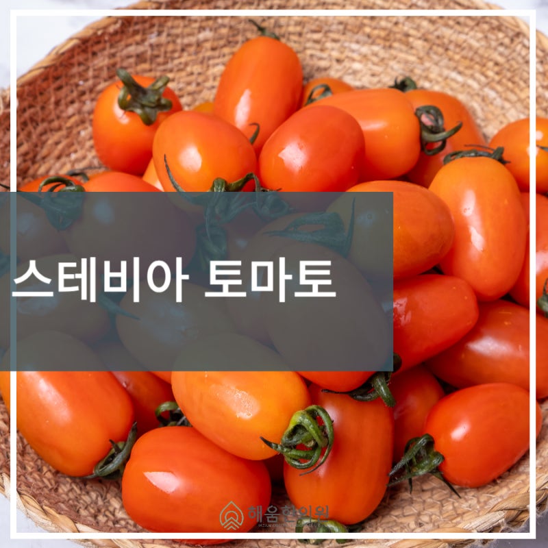 스테비아 방울토마토 부작용 효능 알고 먹으면 어떨까요 네이버 블로그