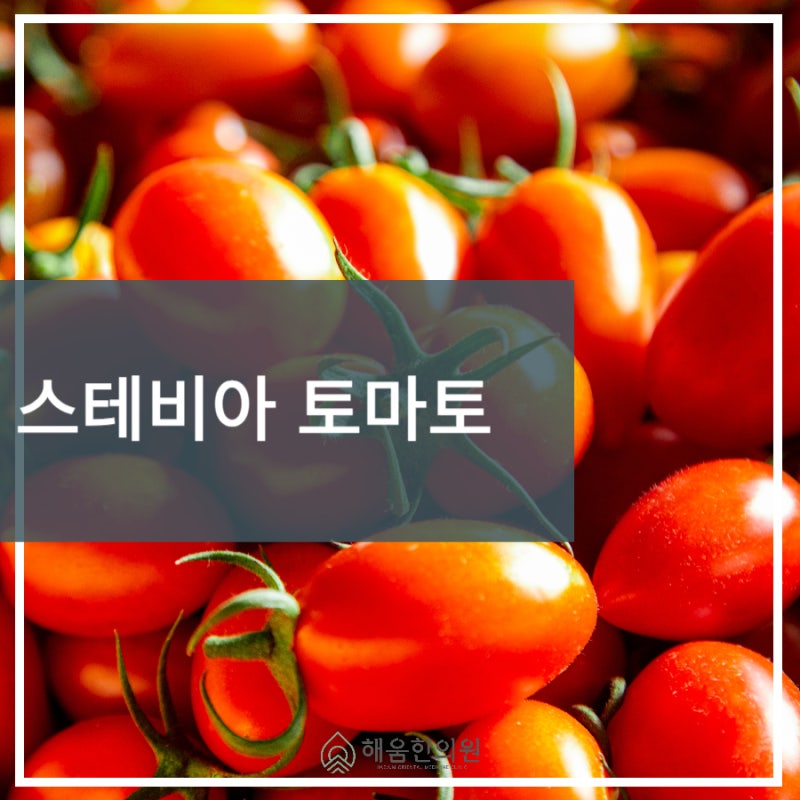 스테비아 방울토마토 부작용 효능 알고 먹으면 어떨까요 네이버 블로그