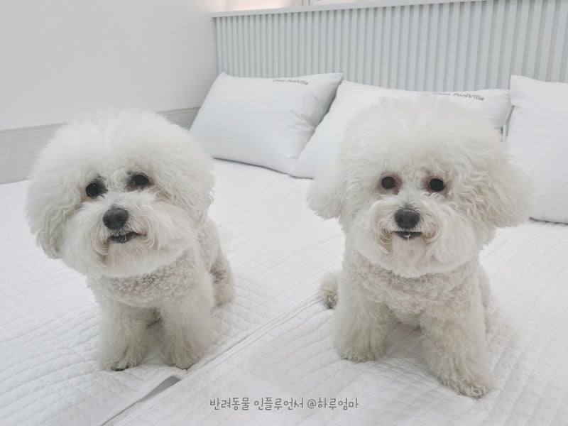 귀여운 강아지 종류 소형견 비숑프리제 수명 성격 특징 네이버 블로그