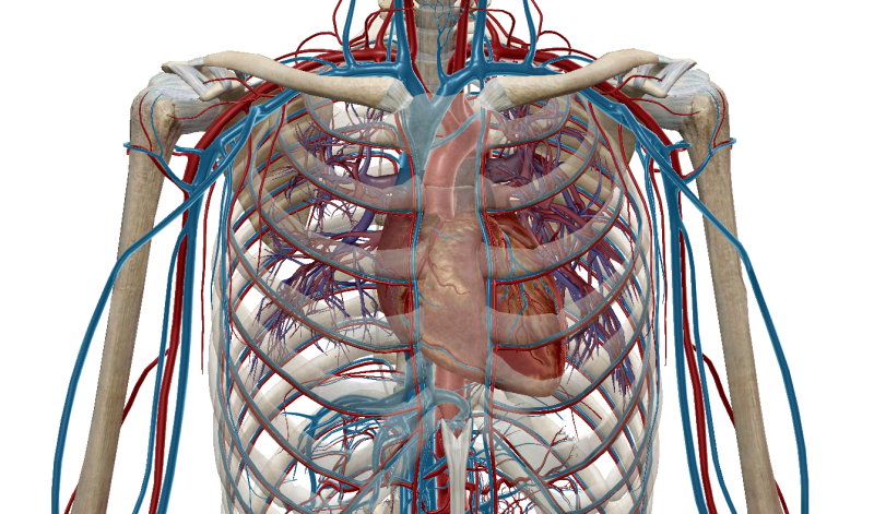 고칼륨혈증 원인과 증상 치료 Hyperkalemia 네이버 블로그