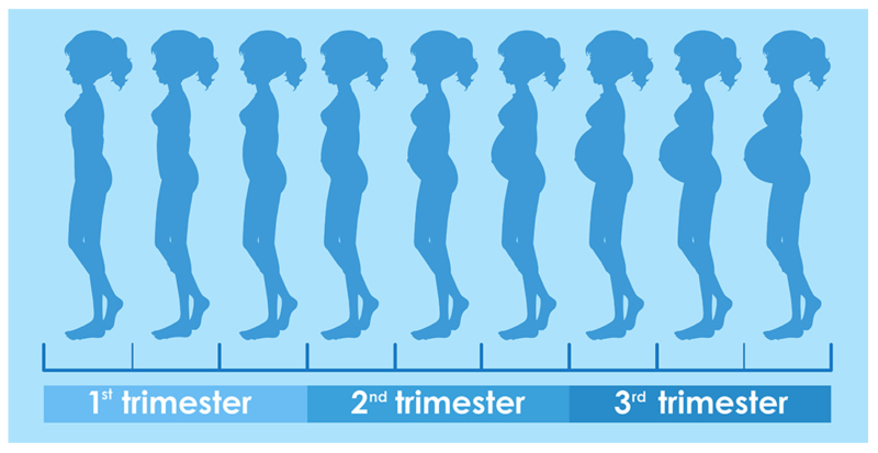 주수별 임신 배 태아크기 몸무게 변화 네이버 블로그
